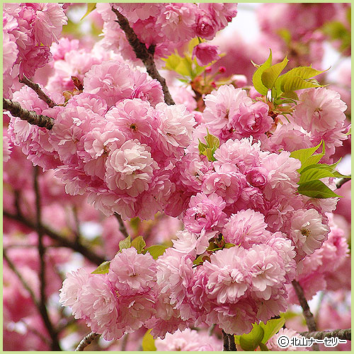 桜（サクラ・さくら）の苗木紅華（コウカ）桜を販売【花育通販】