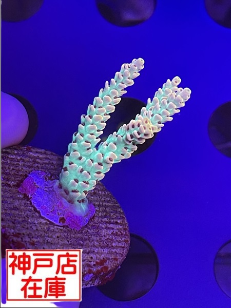 【神戸駒ヶ林店在庫】Acropora Selago No.1 アクアテイラーズ オンラインショップ