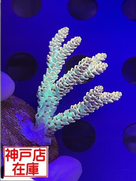 【神戸駒ヶ林店在庫】Acropora Selago No.3 アクアテイラーズ オンラインショップ