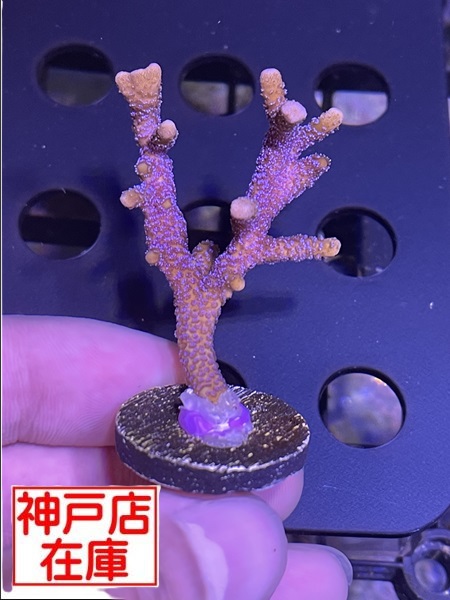【神戸駒ヶ林店在庫】SR便 Montipora digitata "Blue" No.4 アクアテイラーズ オンラインショップ