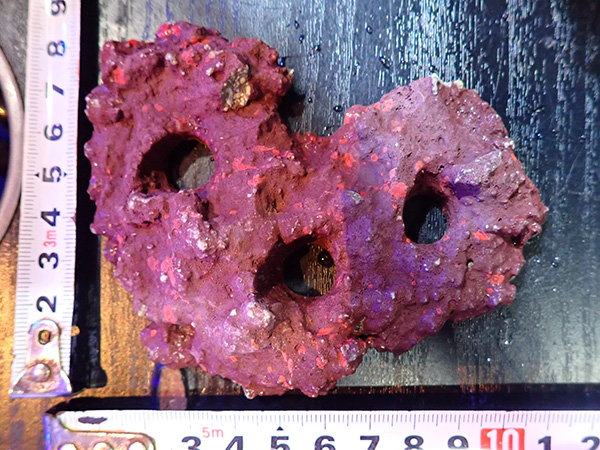 Frag専用プレート JS Frag Rock No.129 アクアテイラーズ オンラインショップ