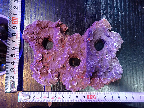 Frag専用プレート JS Frag Rock No.17 アクアテイラーズ オンラインショップ