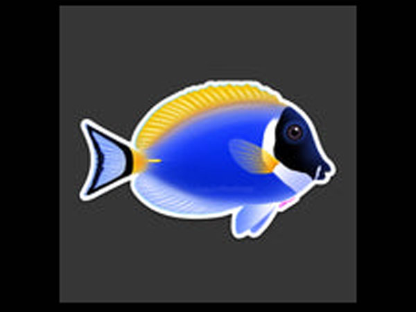【正規輸入品】Powder Blue Tang Sticker アクアテイラーズ オンラインショップ