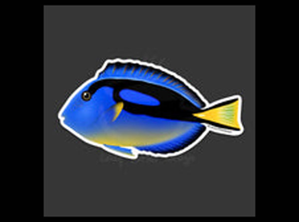 【正規輸入品】Blue Hippo Tang/Yellow Belly Sticker アクアテイラーズ オンラインショップ