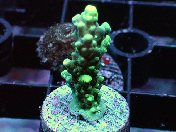 CCフラグ Horida No.01 アクアテイラーズ オンラインショップ