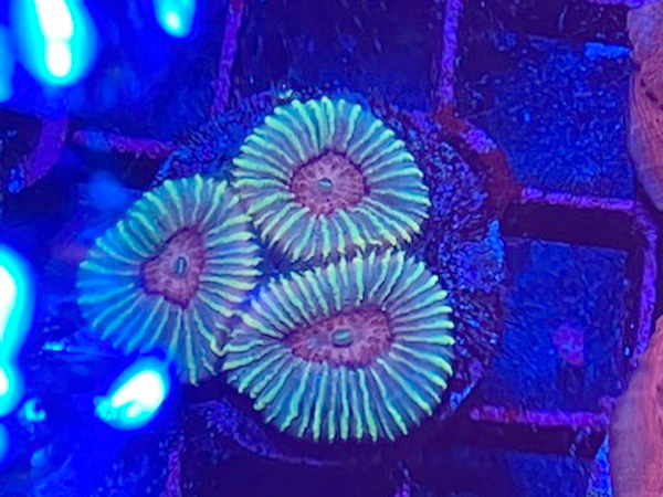 Aussie Lizard Tear Favia アクアテイラーズ オンラインショップ