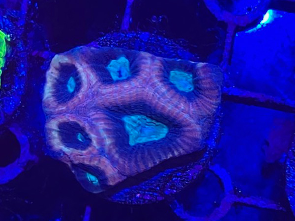 LPS Frag coral アクアテイラーズ オンラインショップ