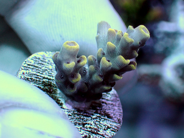 ATフラグ GB Ind Acropora Selago-Special Acro- アクアテイラーズ オンラインショップ
