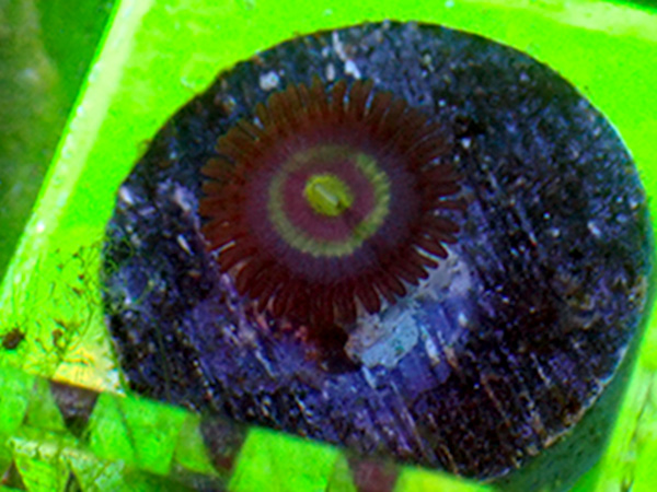 US Zoa Black Cat アクアテイラーズ オンラインショップ