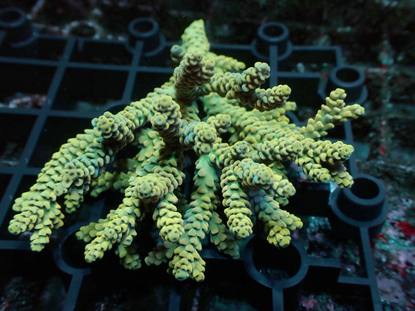 サンゴ アクアテイラーズ オンラインショップ