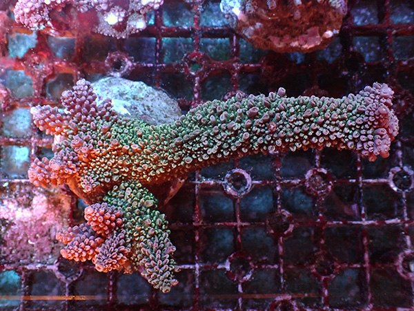 サンゴ アクアテイラーズ オンラインショップ