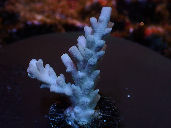 SPS Frag coral アクアテイラーズ オンラインショップ