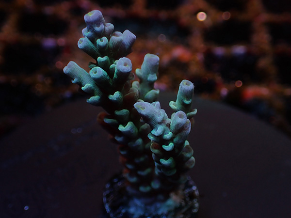ATフラグ GB Indonesia Acropora Striata -Vivid Insanity Type-No.06 アクアテイラーズ ...