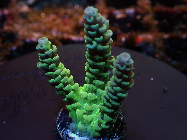 ATフラグ GB Indonesia Acropora Selago -Pink Top-No.03 アクアテイラーズ オンラインショップ