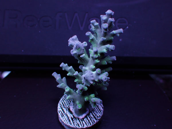 Australiaフラグ Acropora Echinata-Ultra Blue- Deep sea Acro No.01 アクアテイラーズ ...