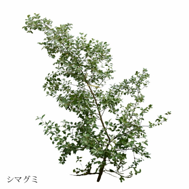 施工付き植木シンボルツリー 樹高2.5m以下 シマグミhnw1 j-1 j-02