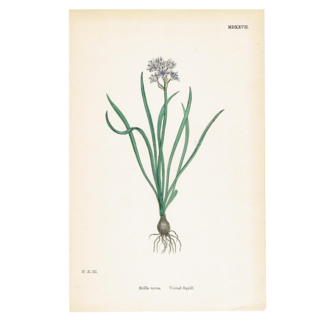 イギリス アンティークボタニカルプリント Vernal Squill DOGGY BAG BRANCH