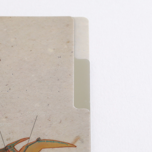 STUDY HOLIC A5ポケットクリアファイル（古生物学）ST-332 | デザインステーショナリーのGreenFlash(グリーンフラッシュ)