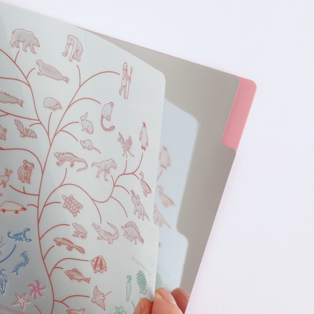 STUDY HOLIC A5ポケットクリアファイル（進化生物学）ST-343 | デザインステーショナリーのGreenFlash(グリーンフラッシュ)