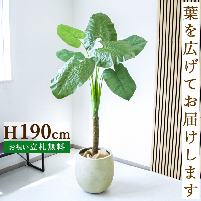 祝い花屋 by PP-SHOP | 開店・開業・開院 お祝い用 造花スタンド、胡蝶蘭＆フェイクグリーンの通販