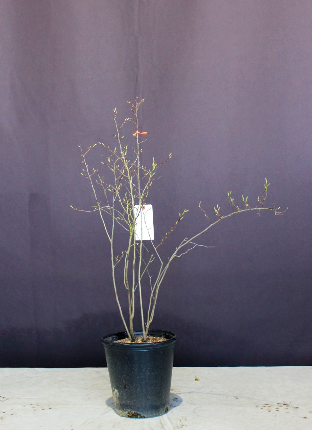 雑木 ネジキ 人気 植木 庭木 現品販売