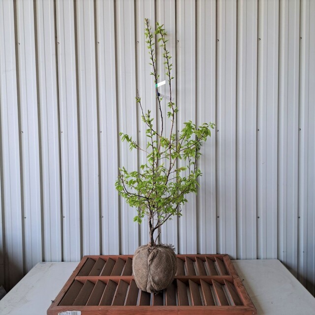 雑木 ネジキ 人気 植木 庭木 現品販売