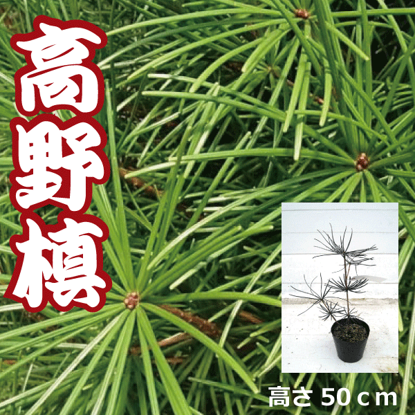 高野槙 （コウヤマキ） 苗木 【紀州和歌山産】