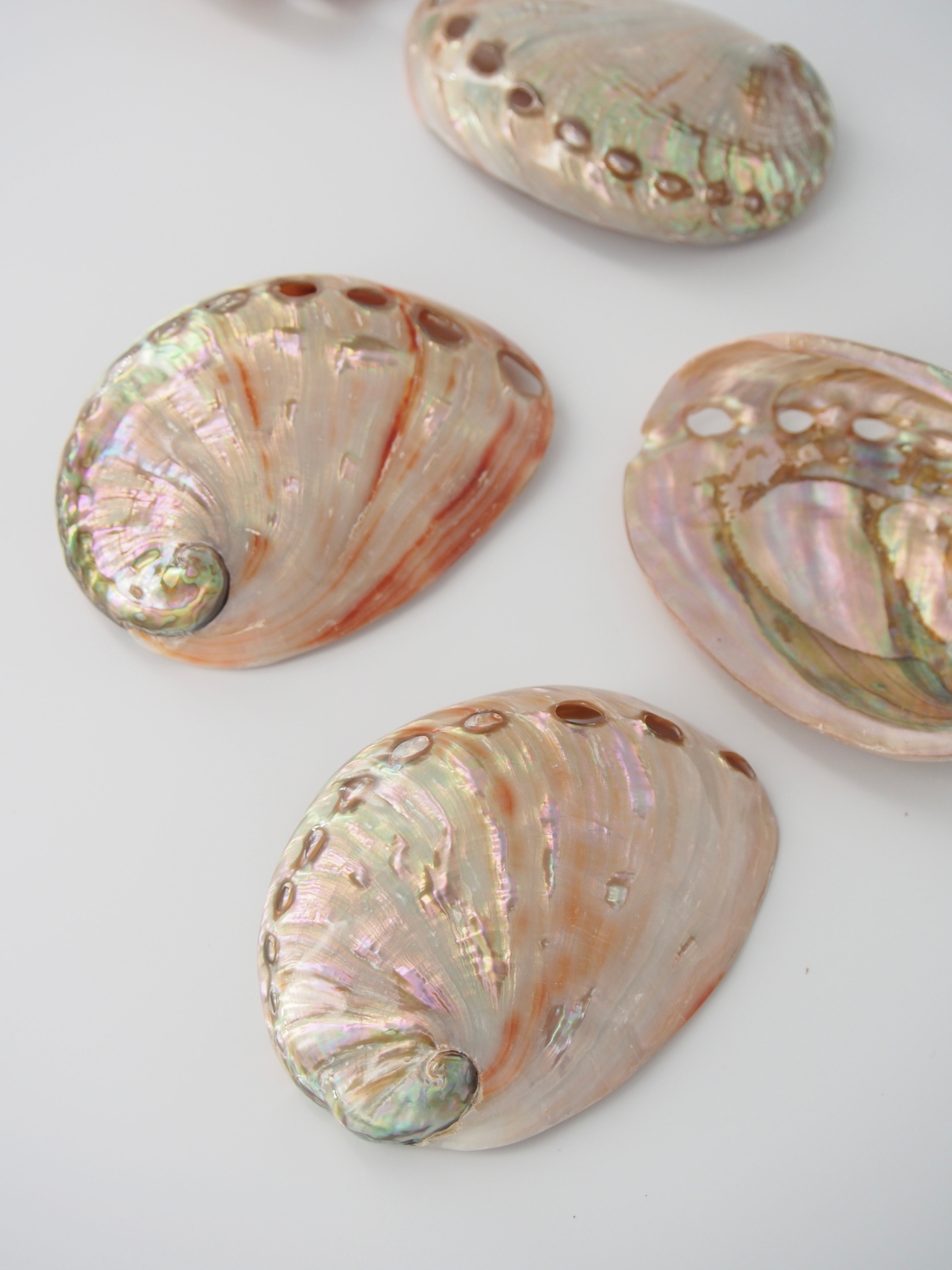 レッドアバロン磨き【8cm前後/1個】 En: Haliotis ruber polished(Size:8cm, per 1pc) 貝殻の ...