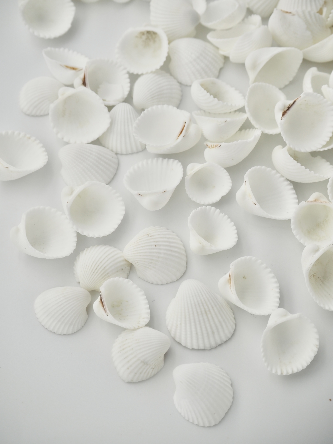 クラムローズ【約1.0～1.5cm】[メール便可-300gまで] En: Clam rose (size:1-1.5cm) 貝殻の問屋さん ...