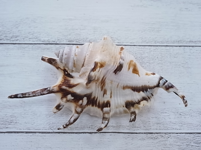 クモガイタイガーB品【約11～14cm/1個】En: Lambis Lambis B grade - Tiger (size:11-14cm ...