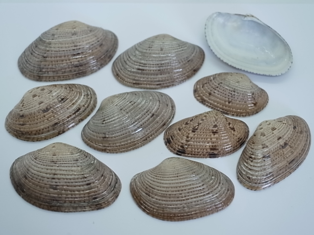 スダレガイ【約6～8cm/10枚入】 En: Paphia euglypta (Size:6-8cm, per 10pcs) 貝殻の問屋さん ...