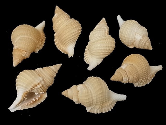 ディストロシオ レティクラタ【約5cm前後/10個】[メール便可-2袋まで] En: Distorsio reticulata(Size ...