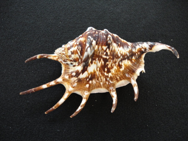 クモガイタイガー【11cm前後】En: Lambis Lambis - Tiger (size:11cm) 貝殻の問屋さん ...