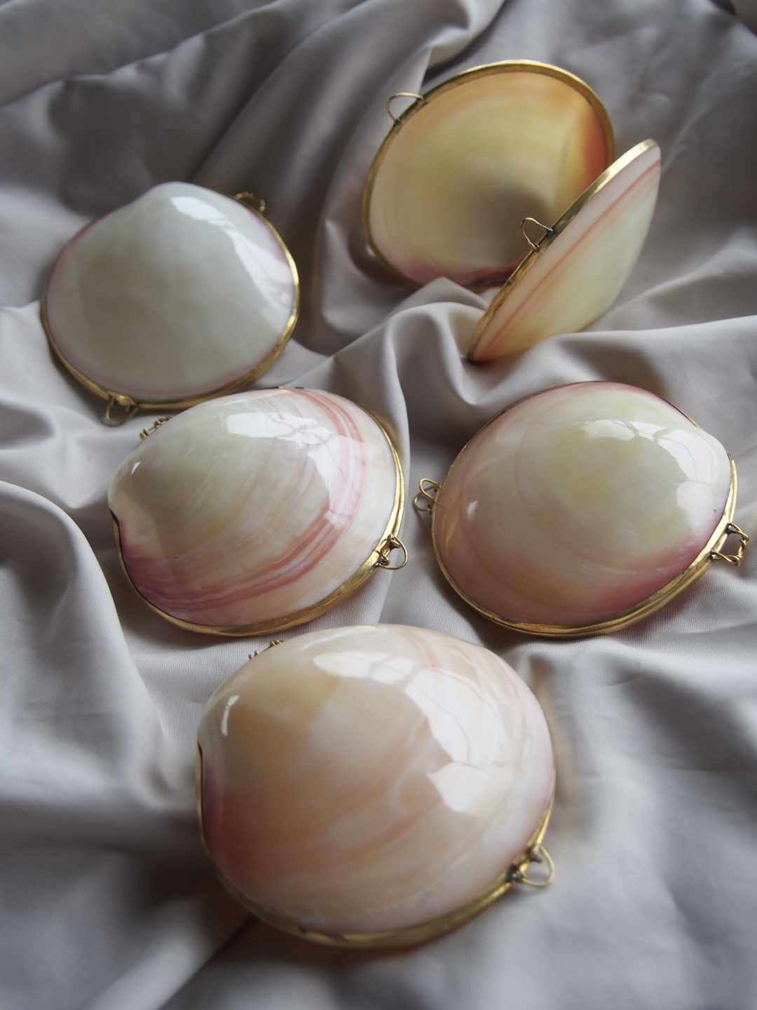 貝殻の小物入れ-ティグリナ(ツキガイ)磨き-【7cm前後/1個】 En: Shell coin purse -codakia tigerina ...