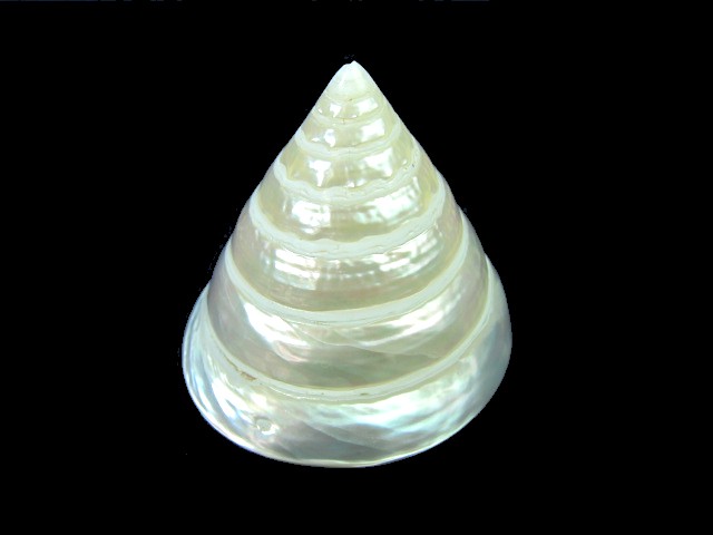 テクトスピラミス真珠磨き【約5～6cm/1個】 En: Tectus Pyramis pearlized (Size:5-6cm, per ...