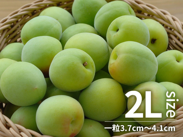 新選青梅「NANKOU」厳選南高梅 2Lサイズ 1kg｜梅酒・梅ジュース用青梅