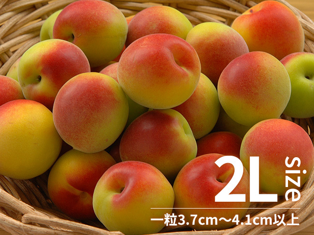 新選青梅「NANKOU」厳選紅南高梅 3Lサイズ 1kg｜梅酒・梅ジュース用青梅