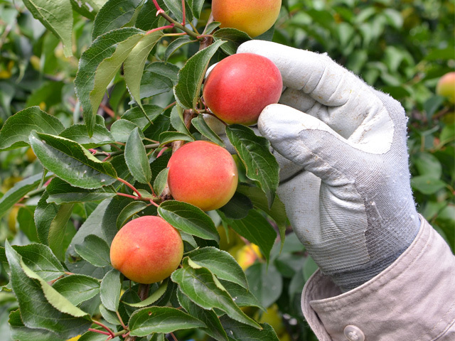 新選青梅「NANKOU」厳選紅南高梅 3Lサイズ 1kg｜南高梅の農家直送・青梅通販「紀州梅苑」