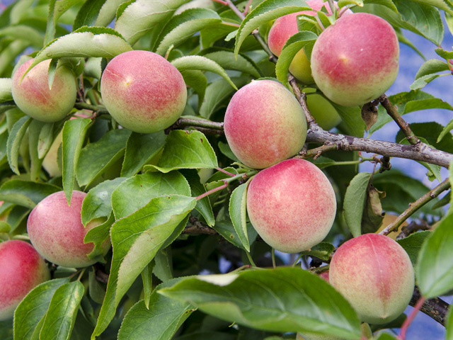 新選青梅「NANKOU」厳選紅南高梅 3Lサイズ 1kg｜南高梅の農家直送・青梅通販「紀州梅苑」