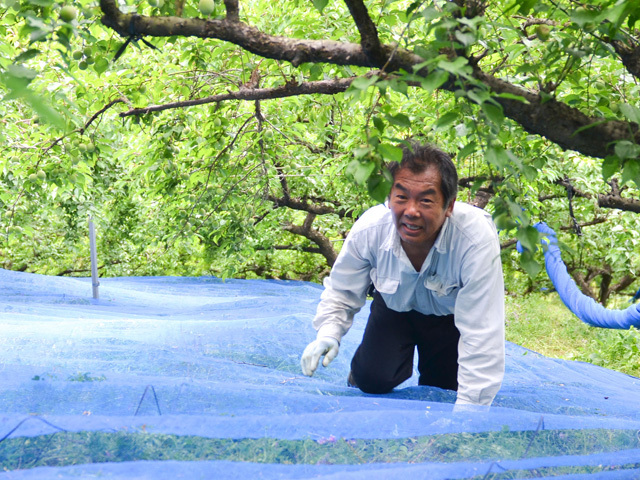 新選青梅「NANKOU」厳選紅南高梅 2Lサイズ 1kg｜南高梅の農家直送・青梅通販「紀州梅苑」