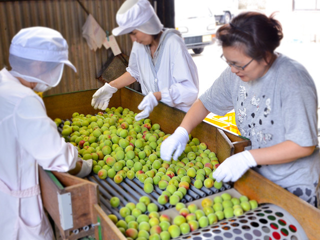 新選青梅「NANKOU」厳選紅南高梅 2Lサイズ 1kg｜南高梅の農家直送・青梅通販「紀州梅苑」