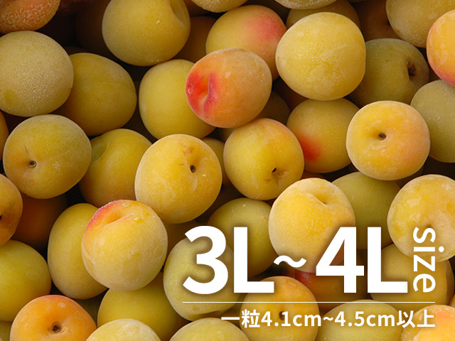 冷凍梅 無選別 キズあり南高梅 3L～4Lサイズ 3kg｜南高梅の農家直送・青梅通販「紀州梅苑」