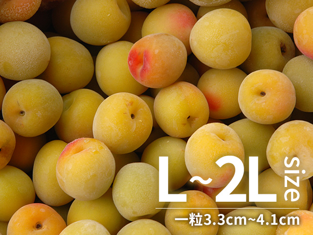 冷凍梅 無選別 キズあり南高梅 L～2Lサイズ 3kg｜南高梅の農家直送・青梅通販「紀州梅苑」