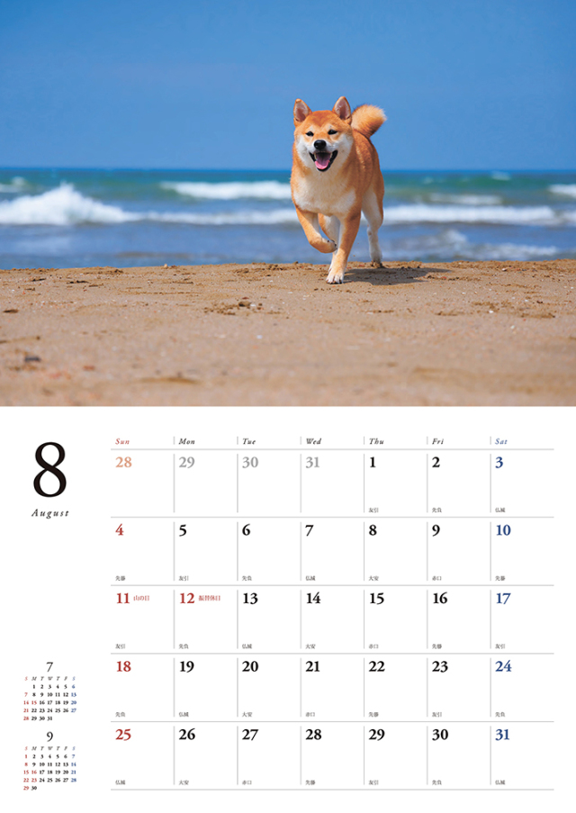 日本の柴犬カレンダー2024（壁掛け） 株式会社 緑書房