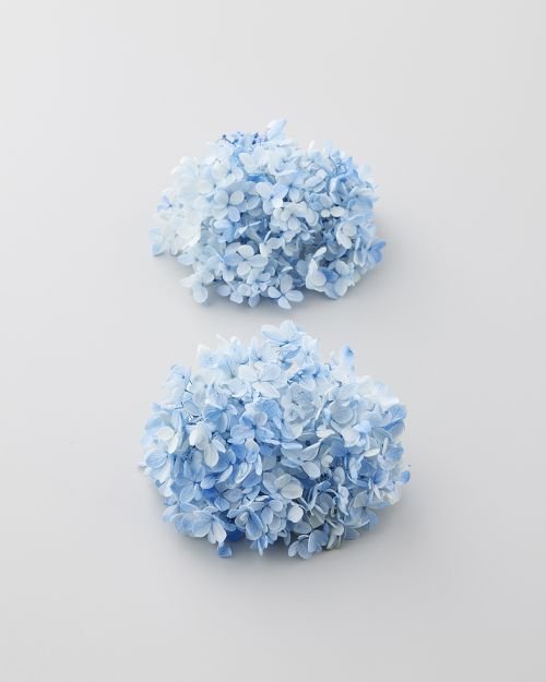 ピラミッドアジサイ・フレア・ヘッド ブルー 01514-601 ドライフラワー卸売り販売のミルキーウェイ