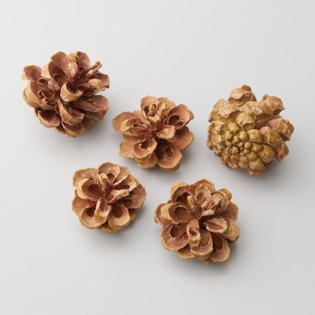 ピノンコーン N 24090-000 ドライフラワー卸売り販売のミルキーウェイ