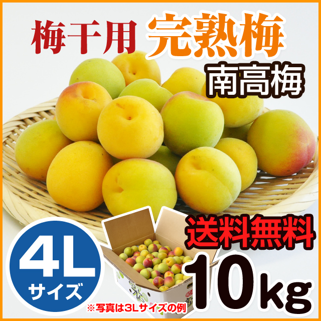 完熟梅 梅干用 （南高梅） 10kg （4Lサイズ） 送料無料 みなべ産 | 和歌山の農家産直通販・販売-和味