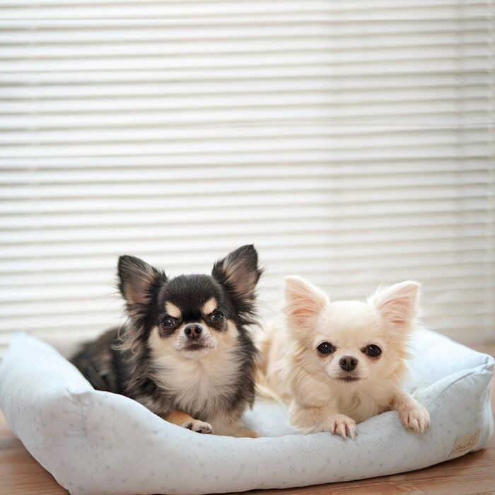 【IDOG&ICAT】 クールスクエアベッド Pets-first ONLINESTORE