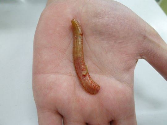 SUPER 本虫（マムシ・岩虫）